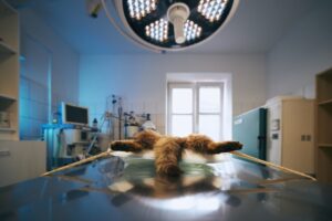Vet Surgery Clinic – aloropivetcenter